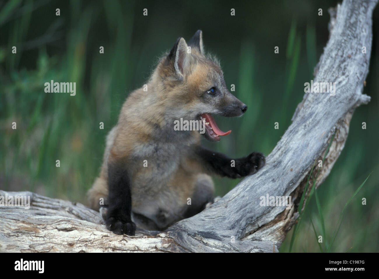 Red Fox (Vulpes fulva), cub, Utah, USA Stock Photo - Alamy