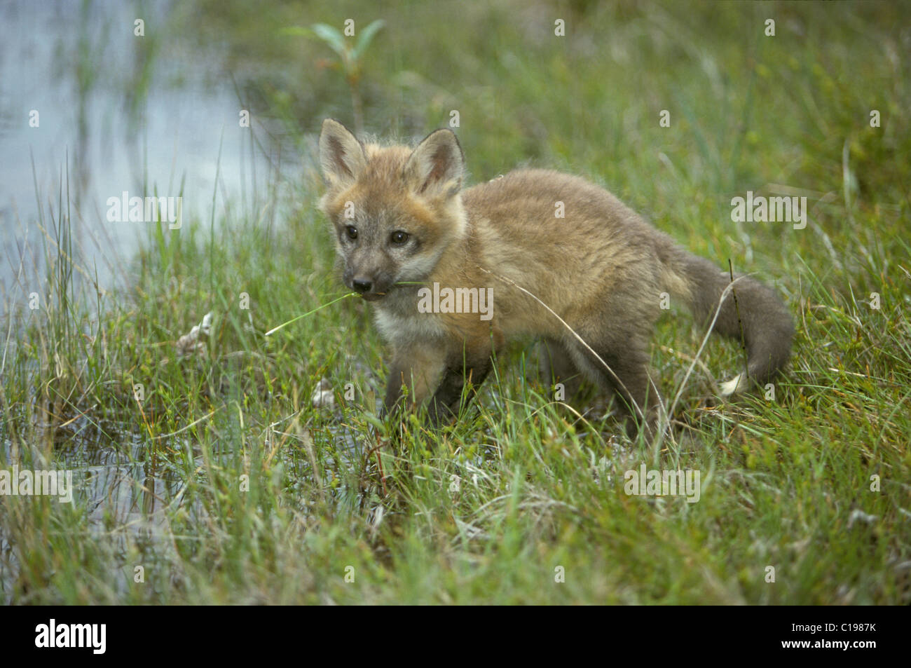 Red Fox (Vulpes fulva), cub next to water, Utah, USA Stock Photo - Alamy