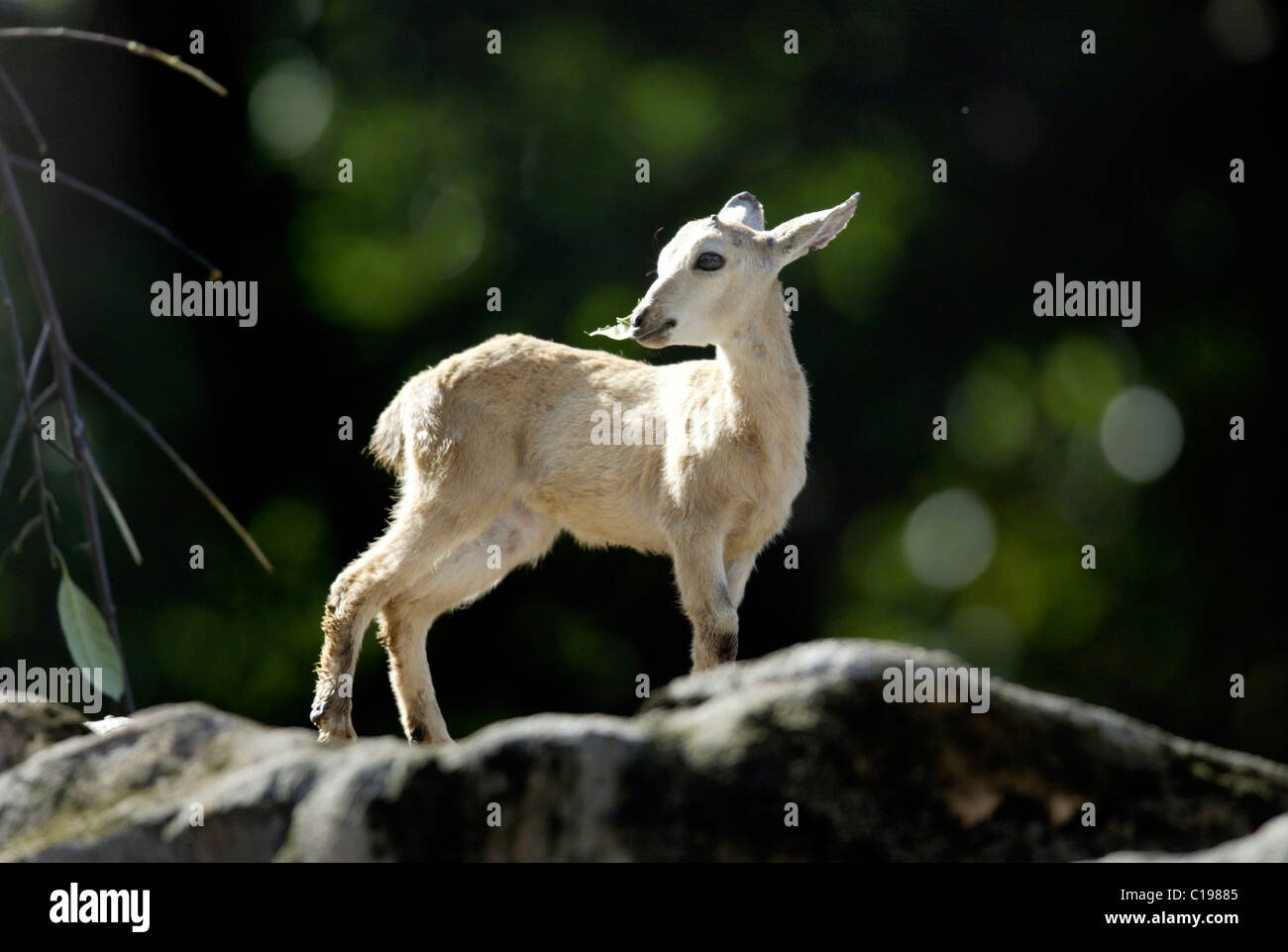 Nubian Ibex (Capra ibex nubiana), kid, native to Africa Stock Photo - Alamy