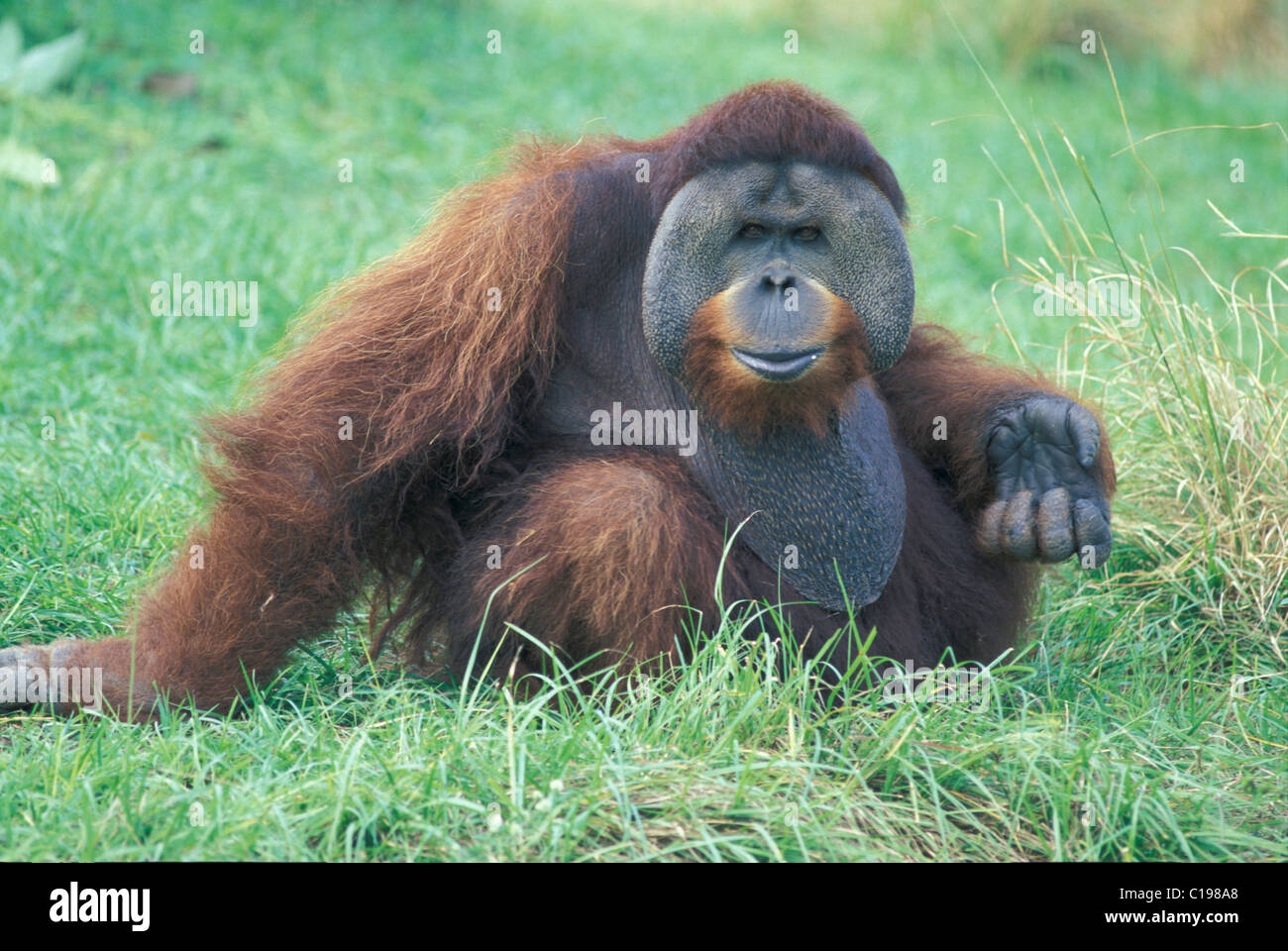 Portrait bornean orangutan monkey pongo hi-res stock photography and ...