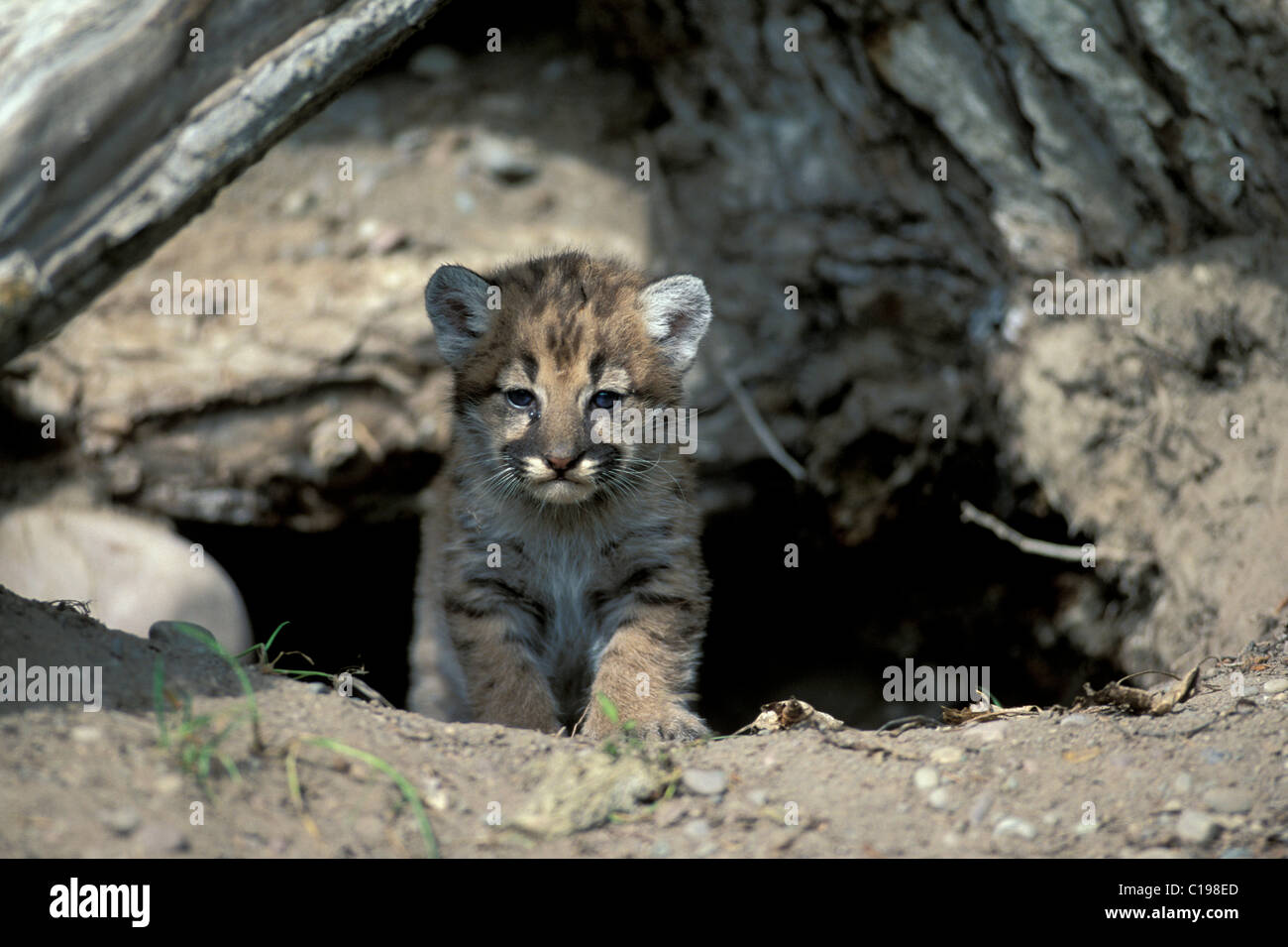 American puma hi-res stock photography and images - Alamy