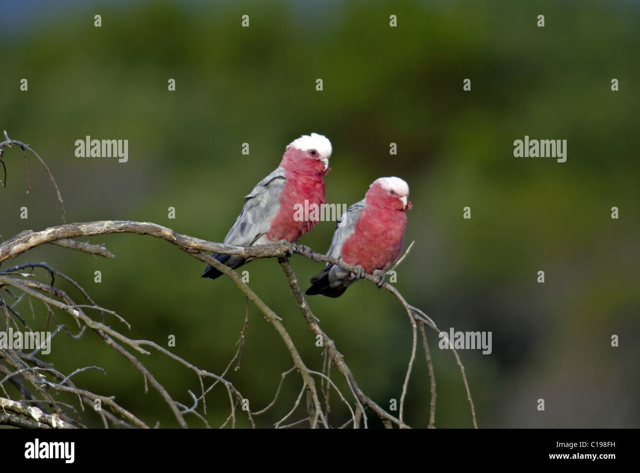 Galah High Resolution Stock Photography and Images - Alamy