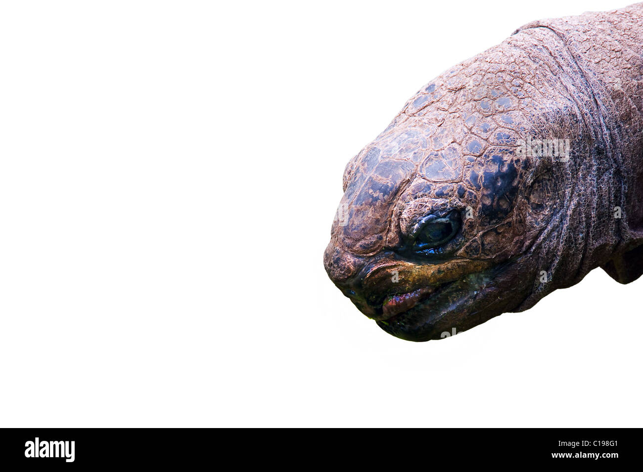 Giant Tortoise Head Stock Photo - Alamy