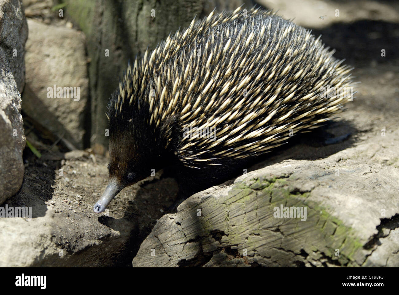 Short-beaked Echidna (Tachyglossus aculeatus), adult walking, Australia ...