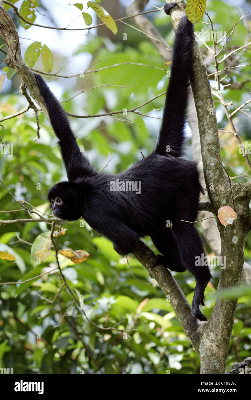 Red-faced Spider Monkey (Ateles paniscus), adult in a tree, native to ...