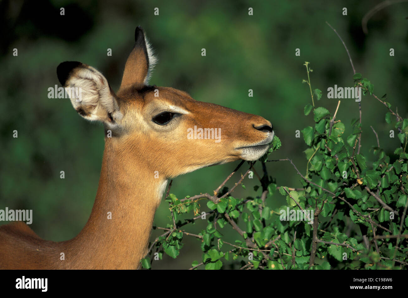 Impalas feeding hi-res stock photography and images - Alamy