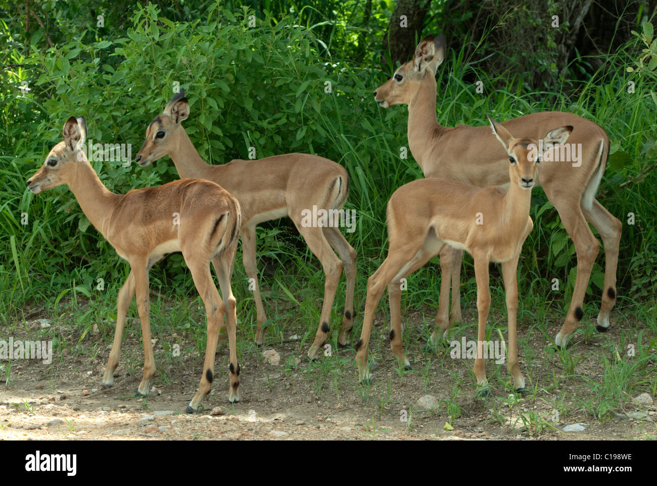 Impala with calves hi-res stock photography and images - Alamy