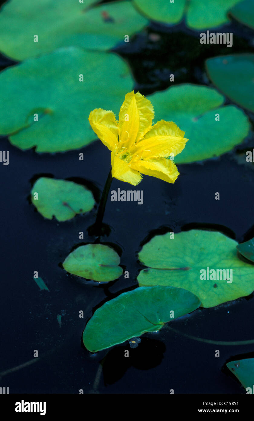 Flowering Fringed Water-lily, Yellow Floating-heart or Water Fringe ...