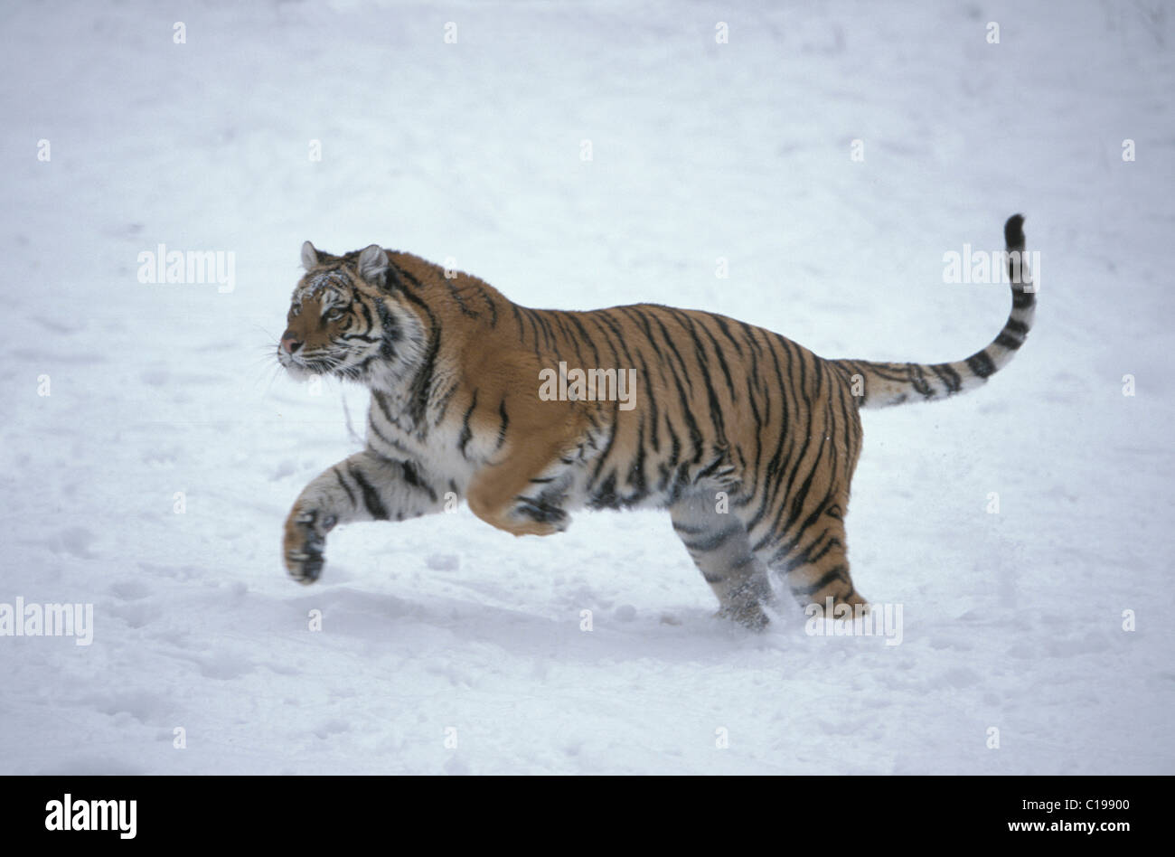 Tiger leaping animal hi-res stock photography and images - Alamy