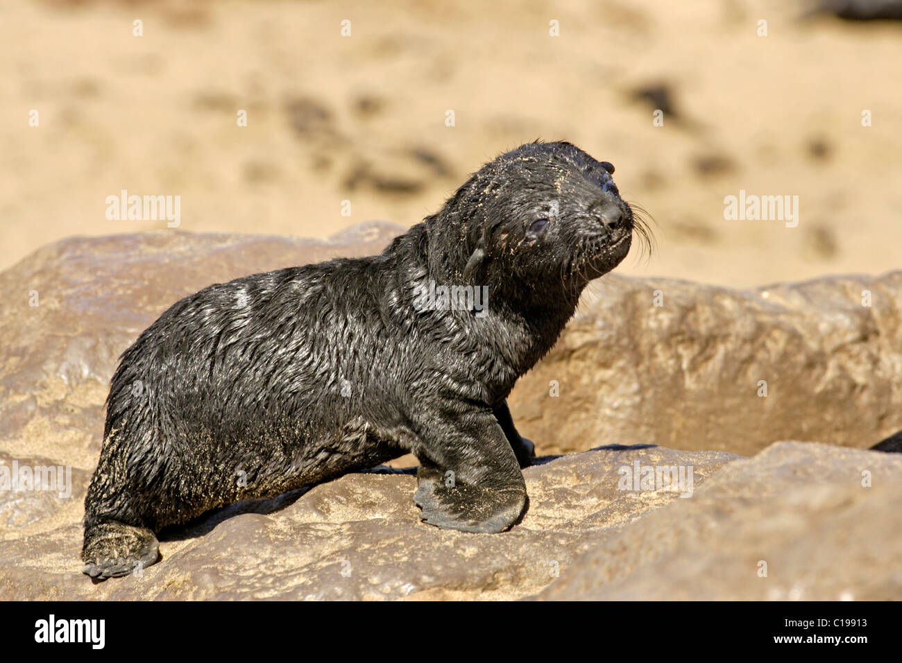 Brown Fur Seal, Cape Fur Seal or South African Fur Seal (Arctocephalus ...