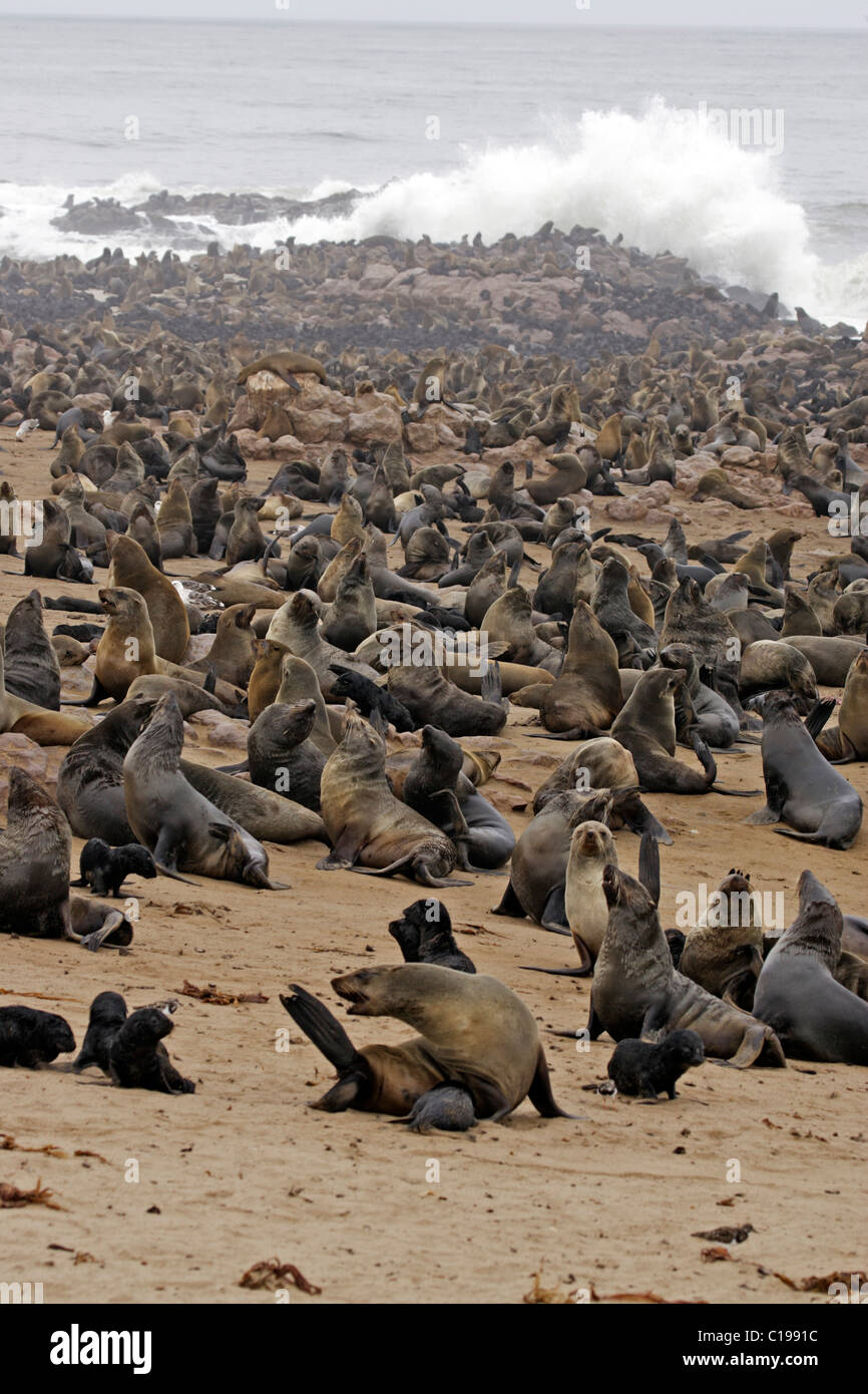 Brown Fur Seal, Cape Fur Seal or South African Fur Seal (Arctocephalus ...
