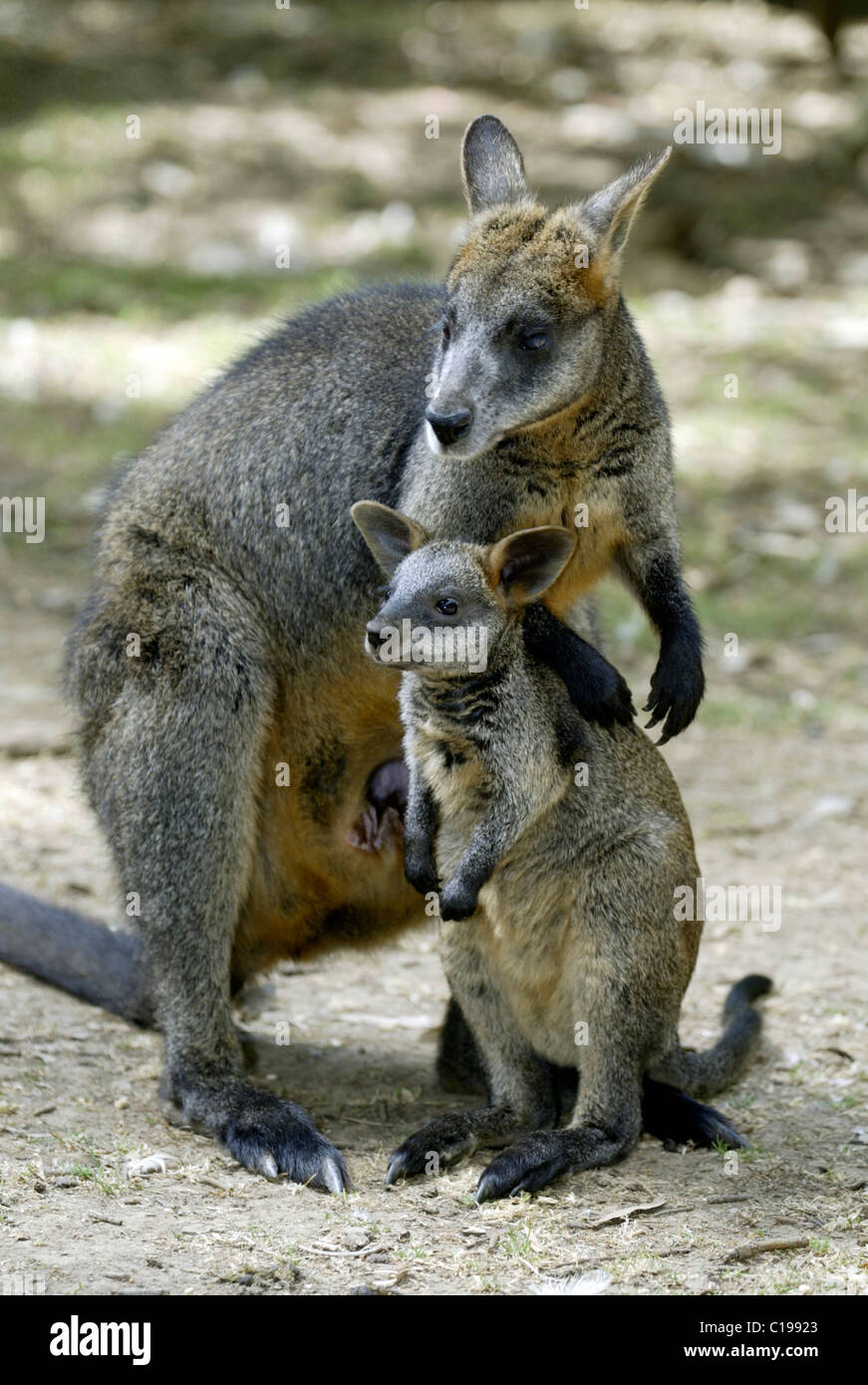 Swamp Wallaby (Wallabia bicolor), adult, female, with young, Australia ...