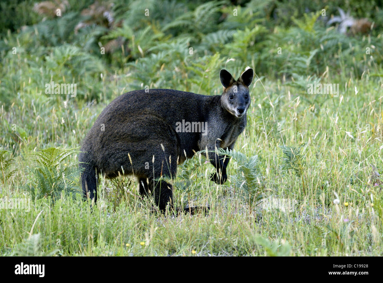Adult swamp wallaby hi-res stock photography and images - Alamy