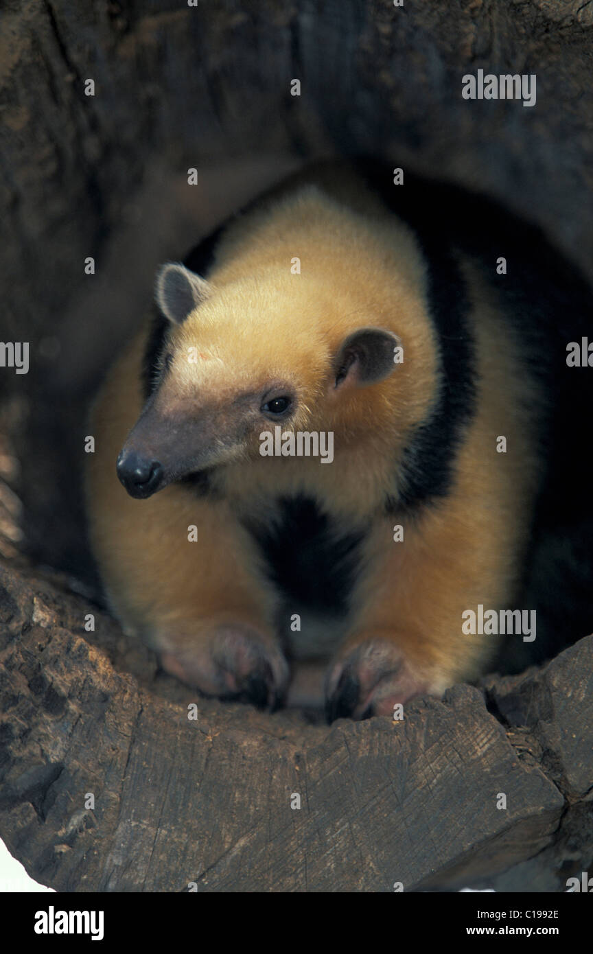 Southern Tamandua Stock Photos & Southern Tamandua Stock Images - Alamy