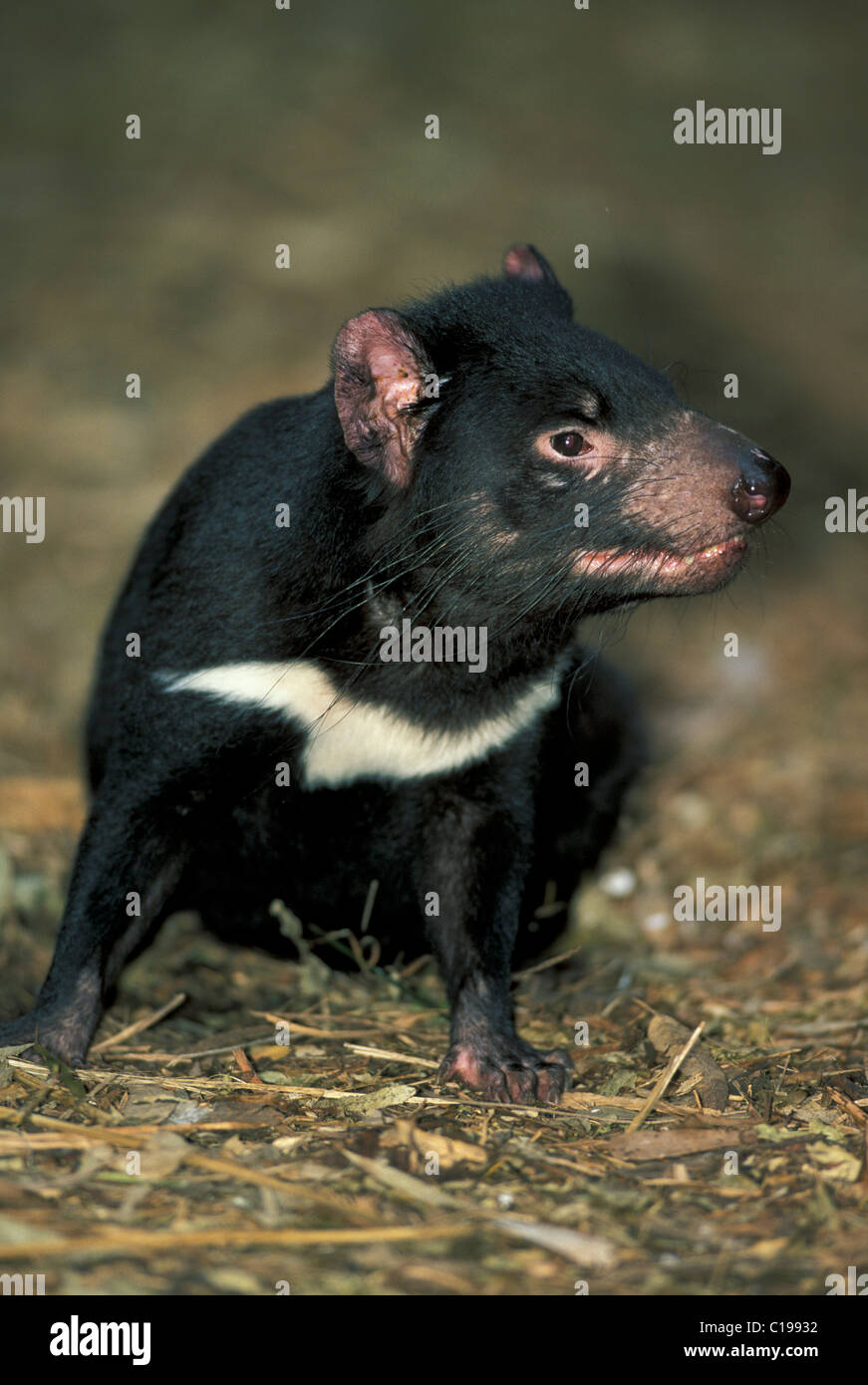 Tasmanian Devil (Sarcophilus harrisii), adult, portrait, Australia Stock Photo - Alamy