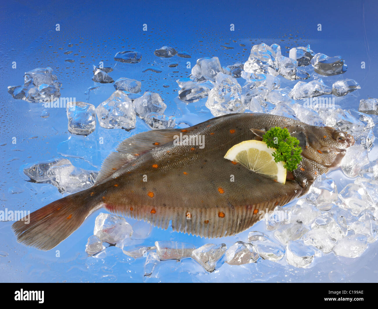 European Flounder High Resolution Stock Photography and Images - Alamy