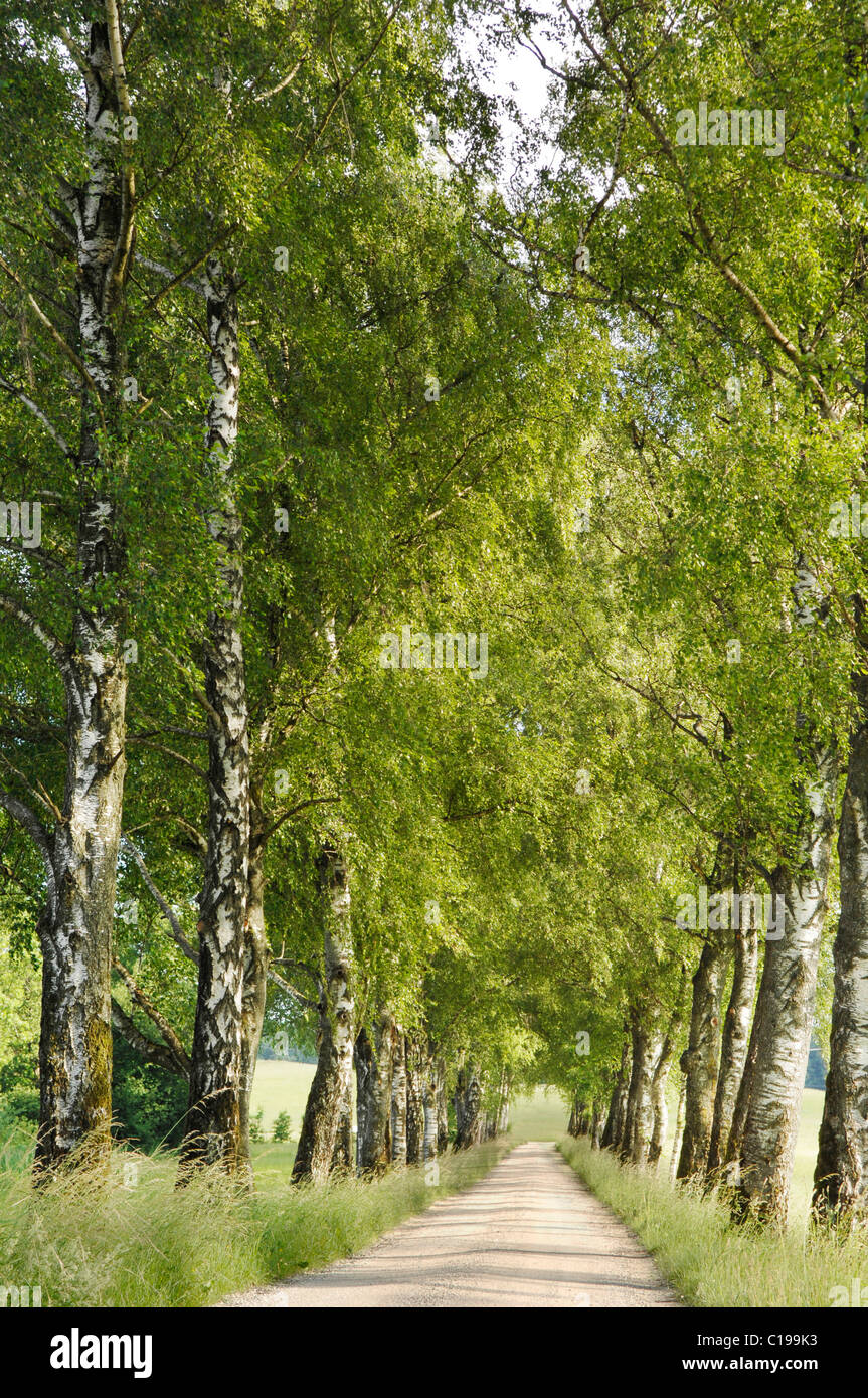 Birch tree avenue, Lake Chiemsee, Upper Bavaria, Bavaria, Germany ...