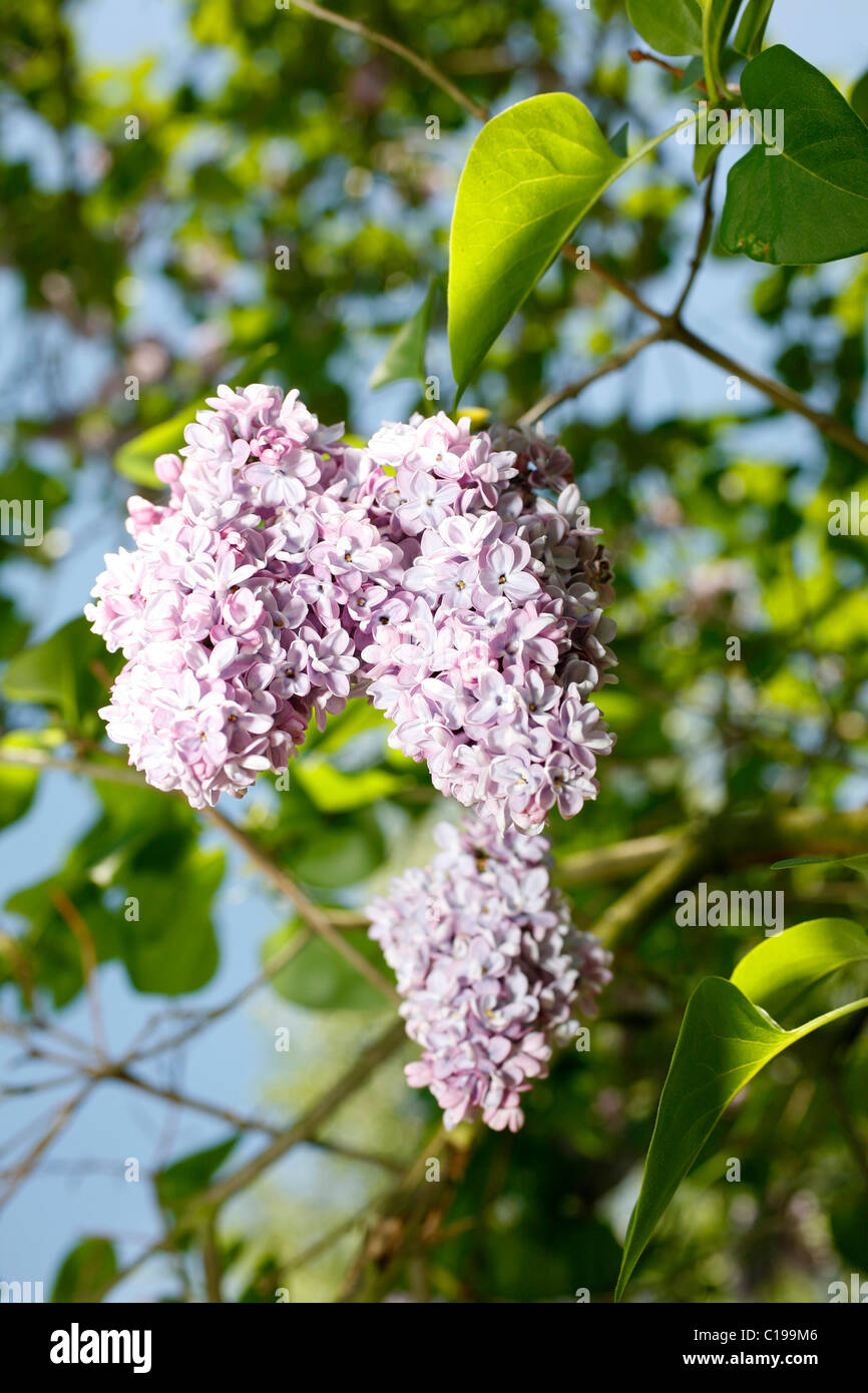Flowering Lilac (Syringa Stock Photo - Alamy