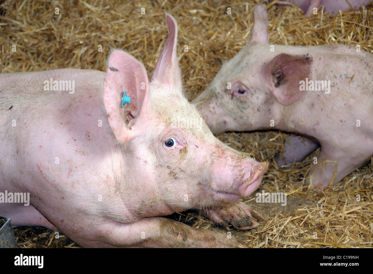 Domestic Pigs (Sus scrofa domestica) in a barn Stock Photo - Alamy