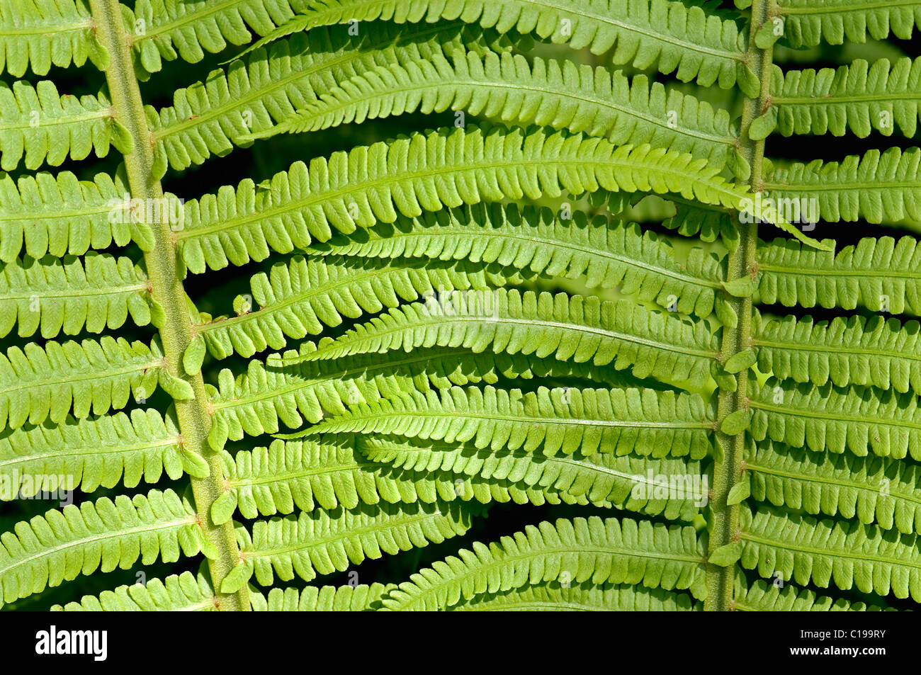 Details fern leaves hi-res stock photography and images - Alamy