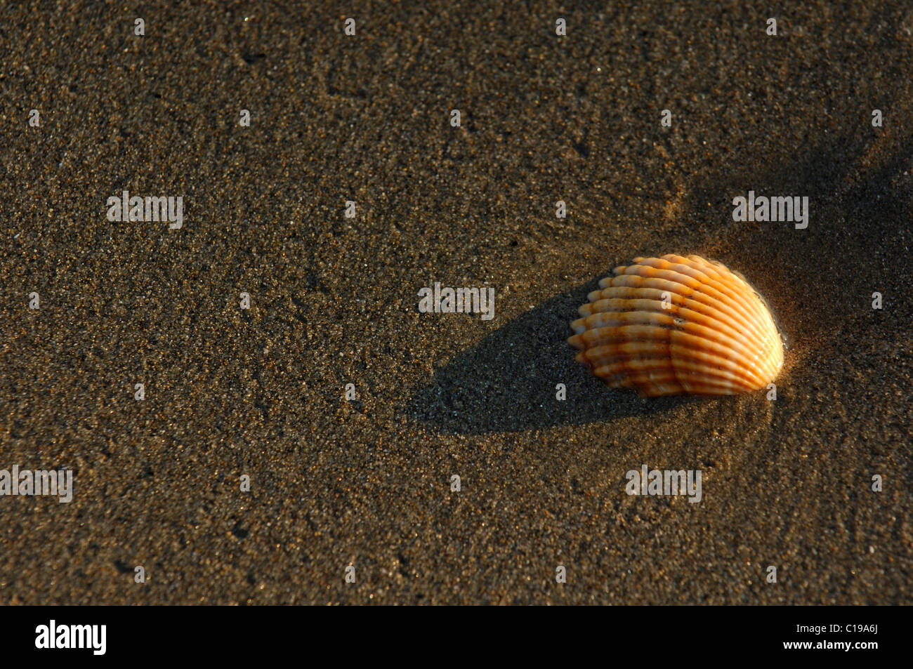 Shell on the beach Stock Photo - Alamy