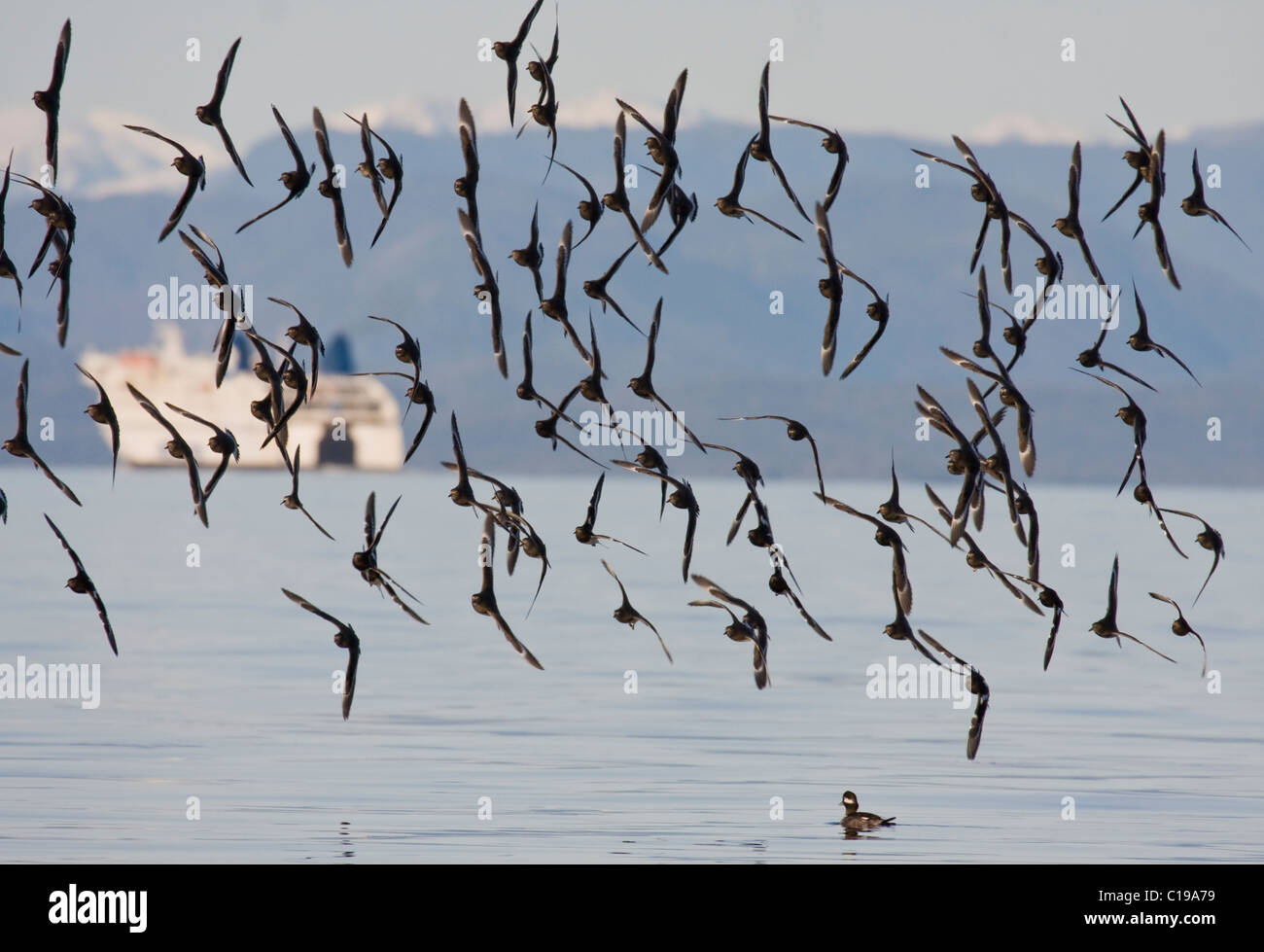 Calm water birds hi-res stock photography and images - Alamy
