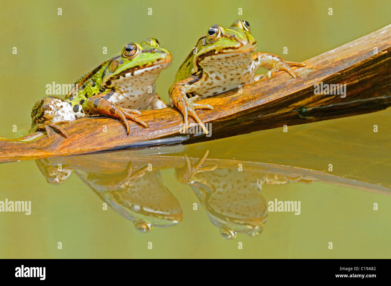 Two mirrored Edible Frogs (Rana esculenta Stock Photo - Alamy