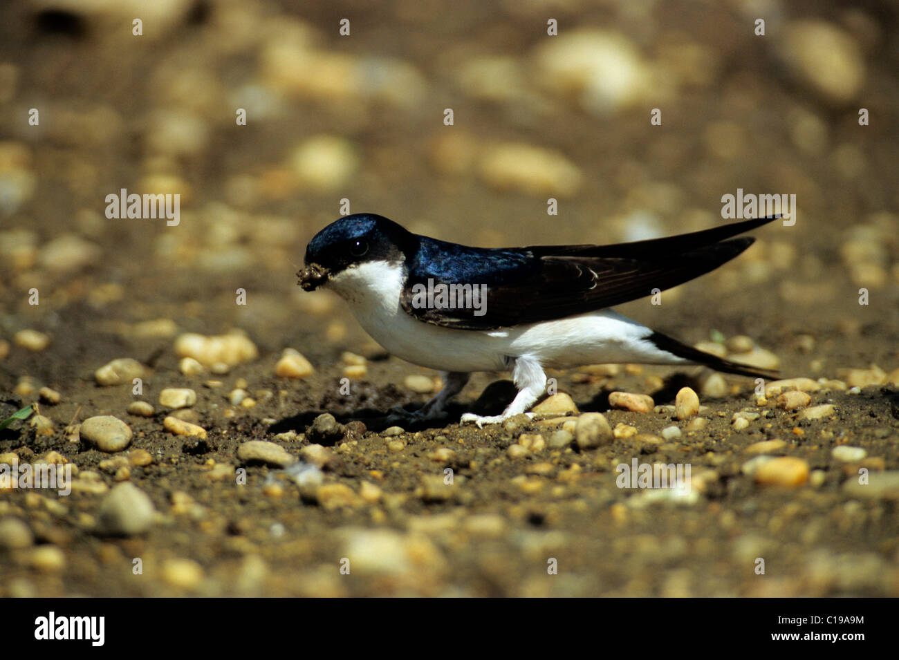 Nesting house martin hi-res stock photography and images - Alamy