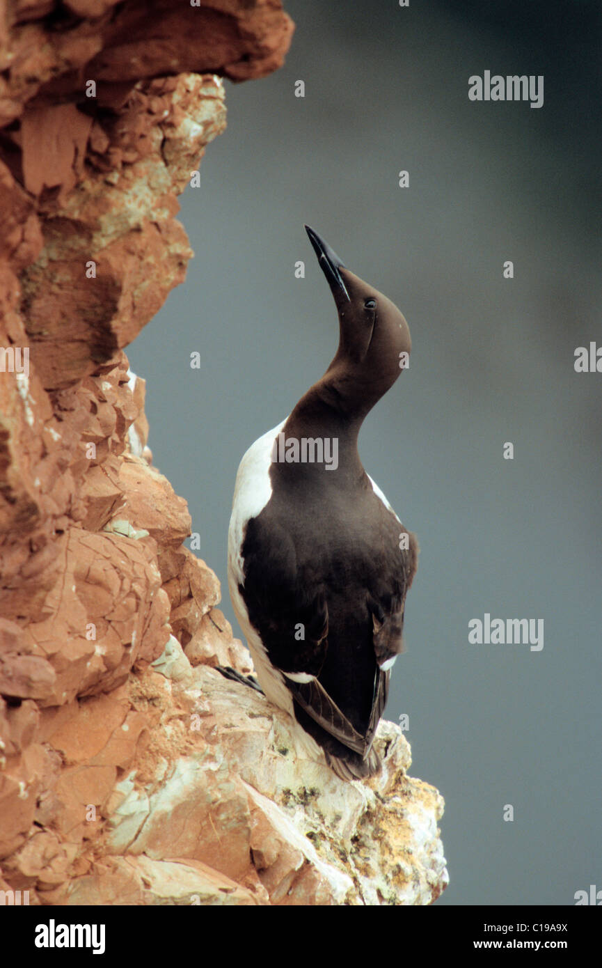Thin billed murre hi-res stock photography and images - Alamy