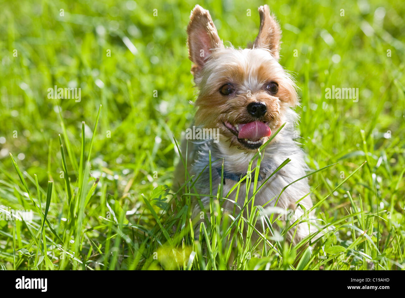 Yorkie sitting hi-res stock photography and images - Alamy