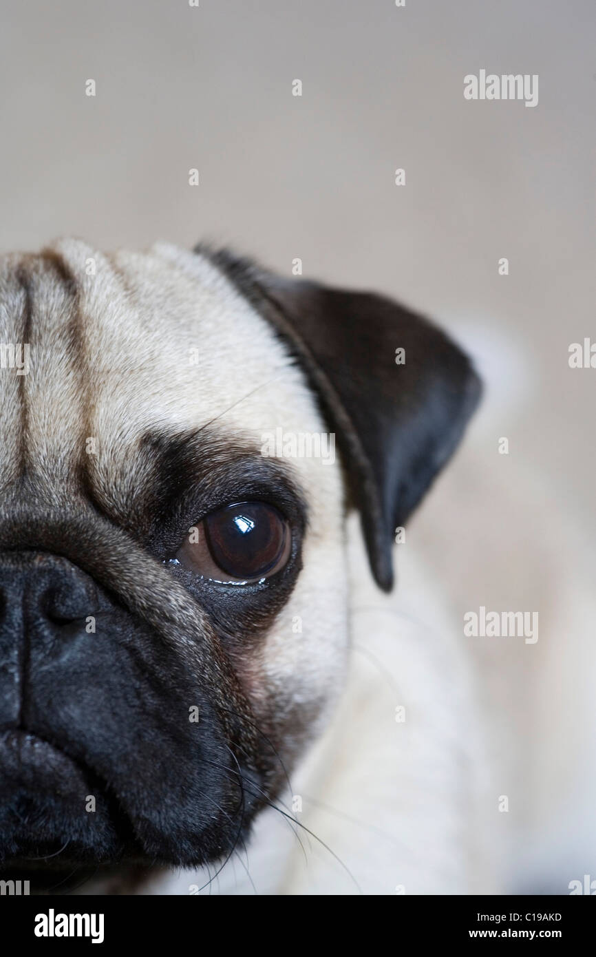 Pug dog, portrait, cropped close-up, detail Stock Photo - Alamy