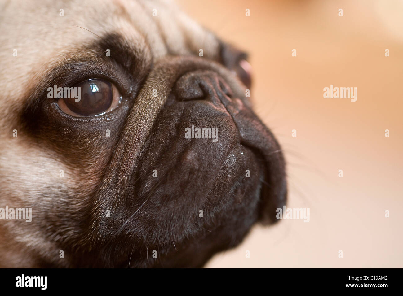 Pug dog, portrait, cropped, close-up, detail Stock Photo - Alamy