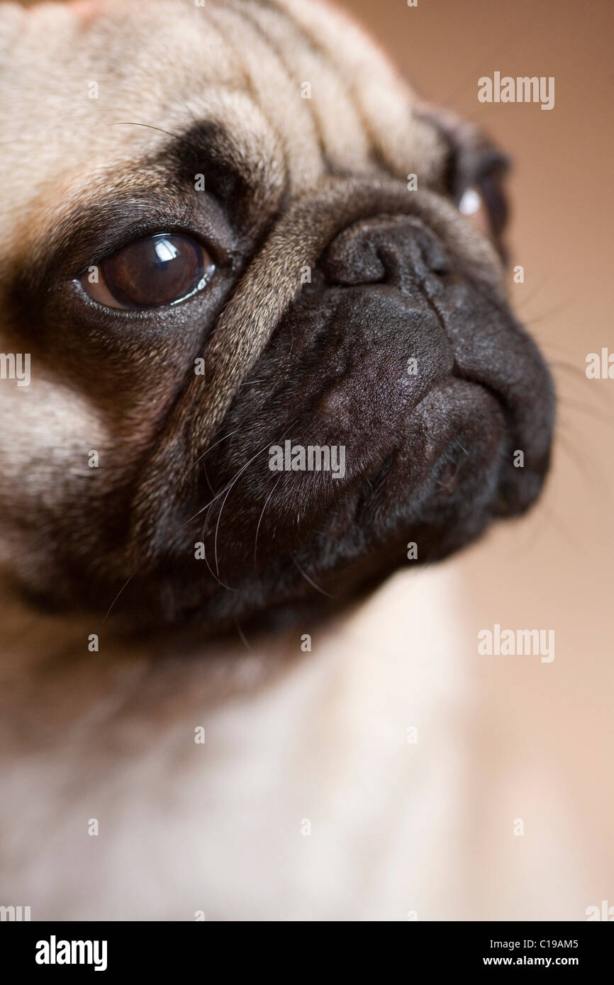 Pug dog, portrait, cropped, close-up, detail Stock Photo - Alamy