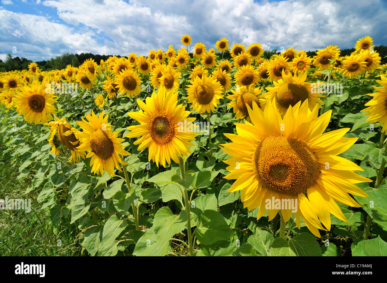 Sunflowers field hi-res stock photography and images - Alamy