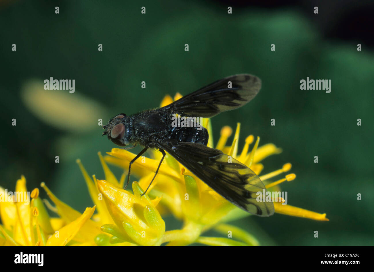 Anthrax Fly (Anthrax morio Stock Photo - Alamy