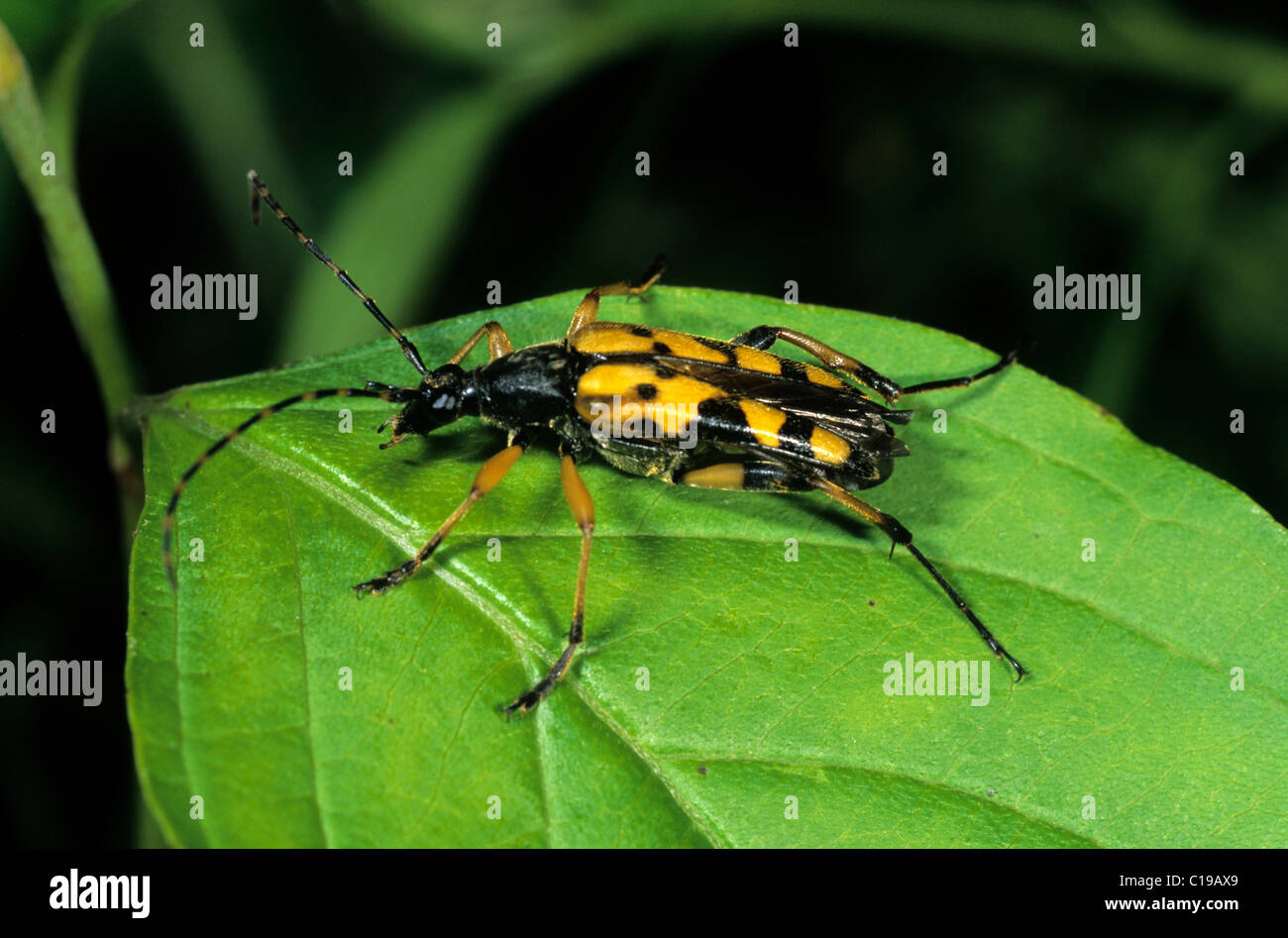 Spotted Longhorn (Rutpela maculata Stock Photo - Alamy