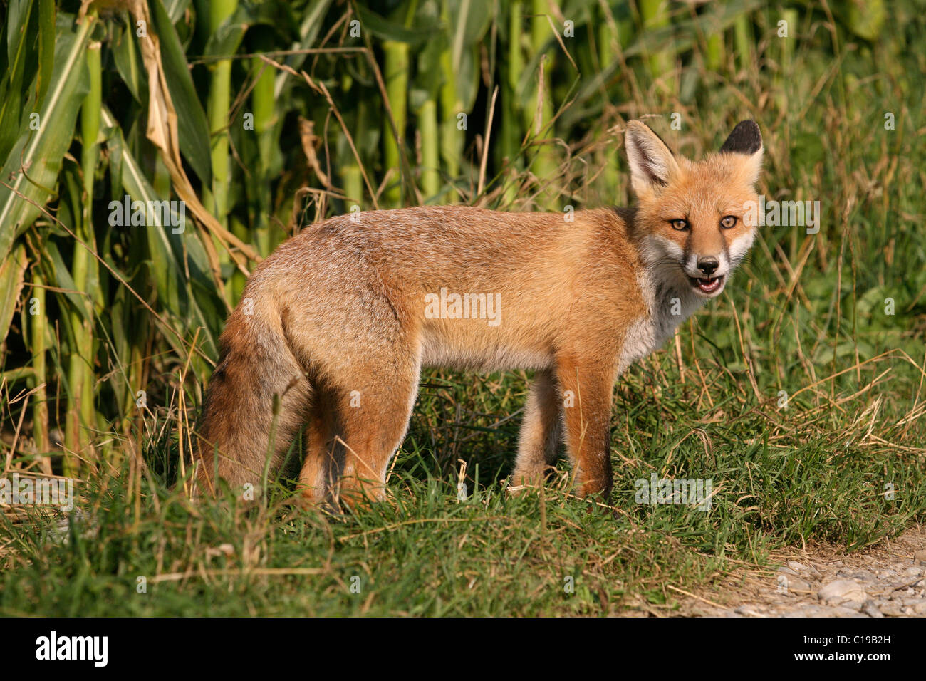 Red Fox (Vulpes vulpes) in front of a cornfield Stock Photo - Alamy