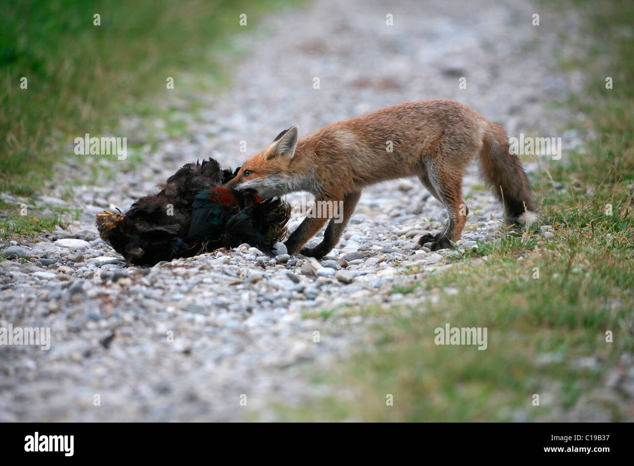 Red Fox (Vulpes vulpes) feeding on a domestic fowl Stock Photo - Alamy