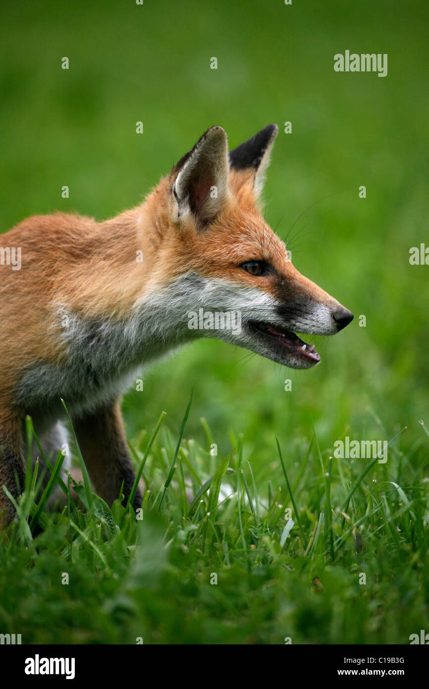 Fox head side hi-res stock photography and images - Alamy