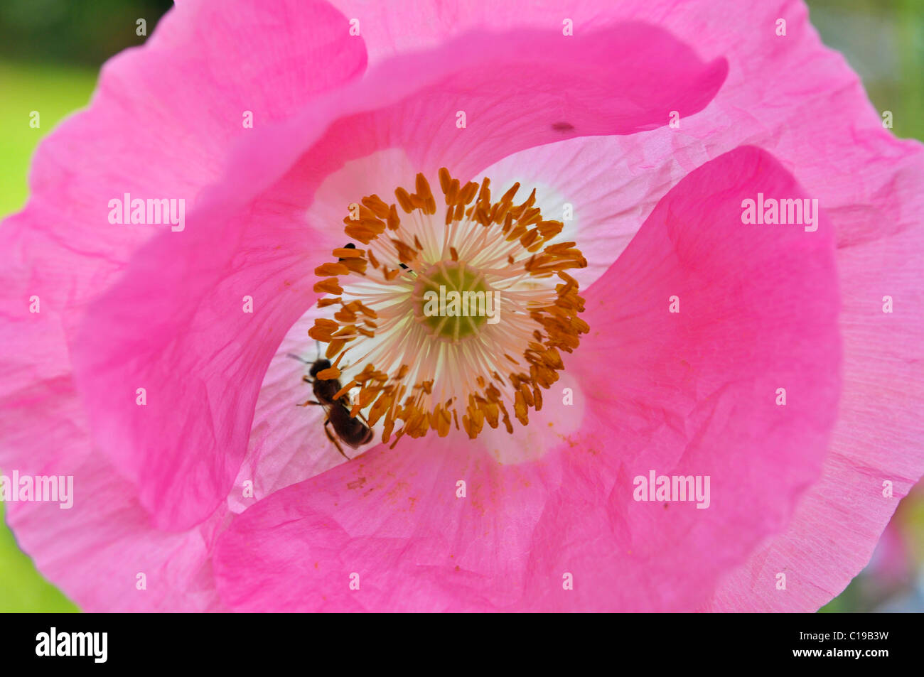 Pink Poppy (Papaver) flower Stock Photo - Alamy