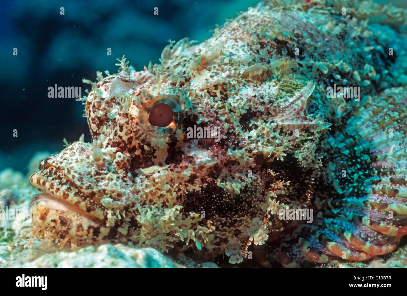 Bearded scorpionfish hi-res stock photography and images - Alamy