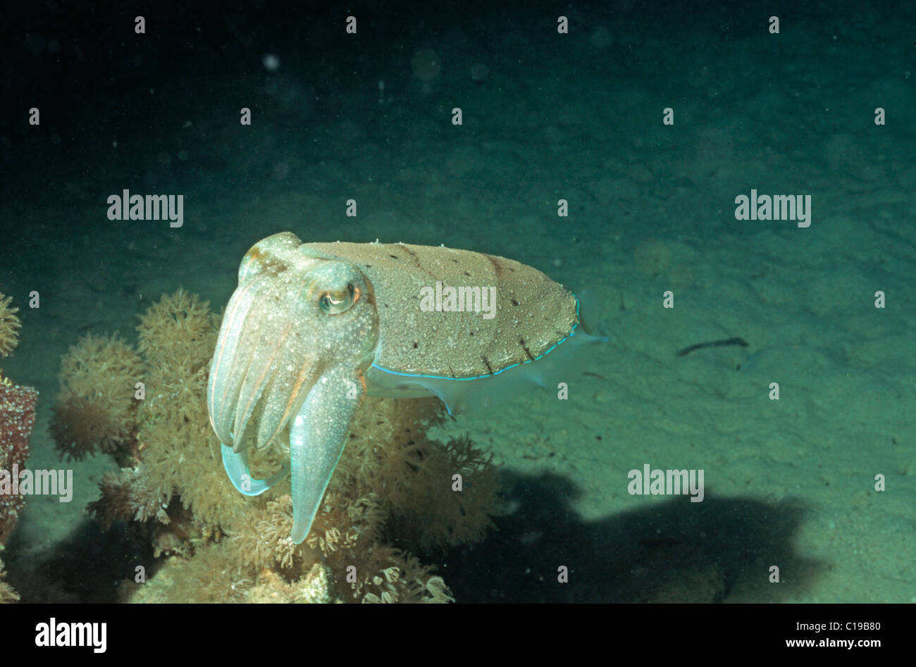 Common Cuttlefish (Sepia officinalis), Red Sea, Egypt, Africa Stock ...