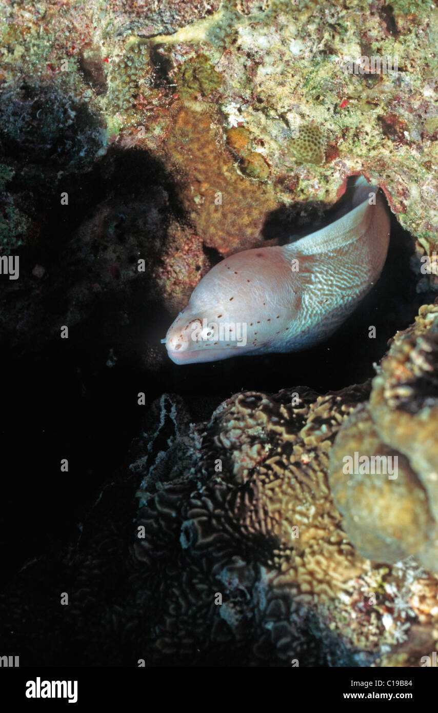 Geometric Moray (Gymnothorax griseus), Red Sea, Egypt, Africa Stock ...
