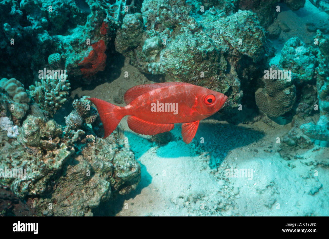 Moontail Bullseye (Priacanthus hamrur), Red Sea, Egypt, Africa Stock ...