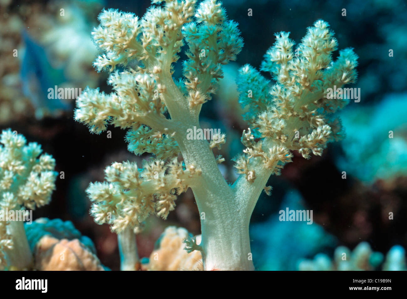 Capnella Stock Photos & Capnella Stock Images - Alamy