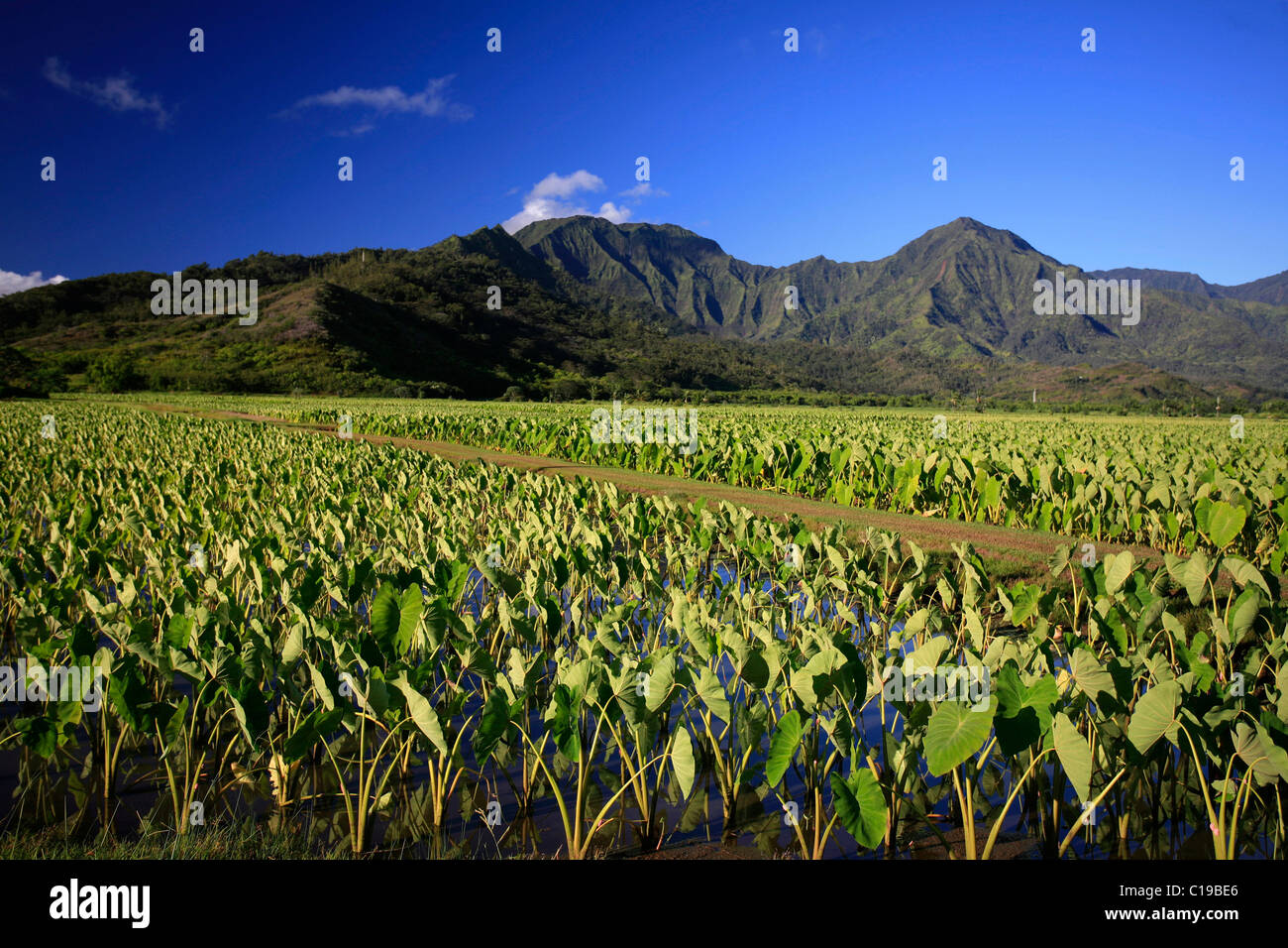 Taro Fields In Hanalei Kauai High Resolution Stock Photography and ...