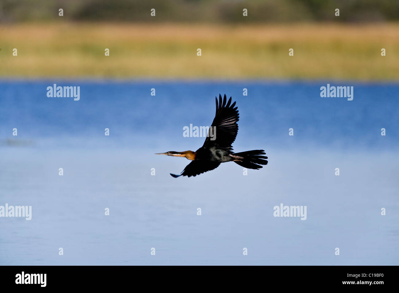 Flying okavango wildlife hi-res stock photography and images - Alamy