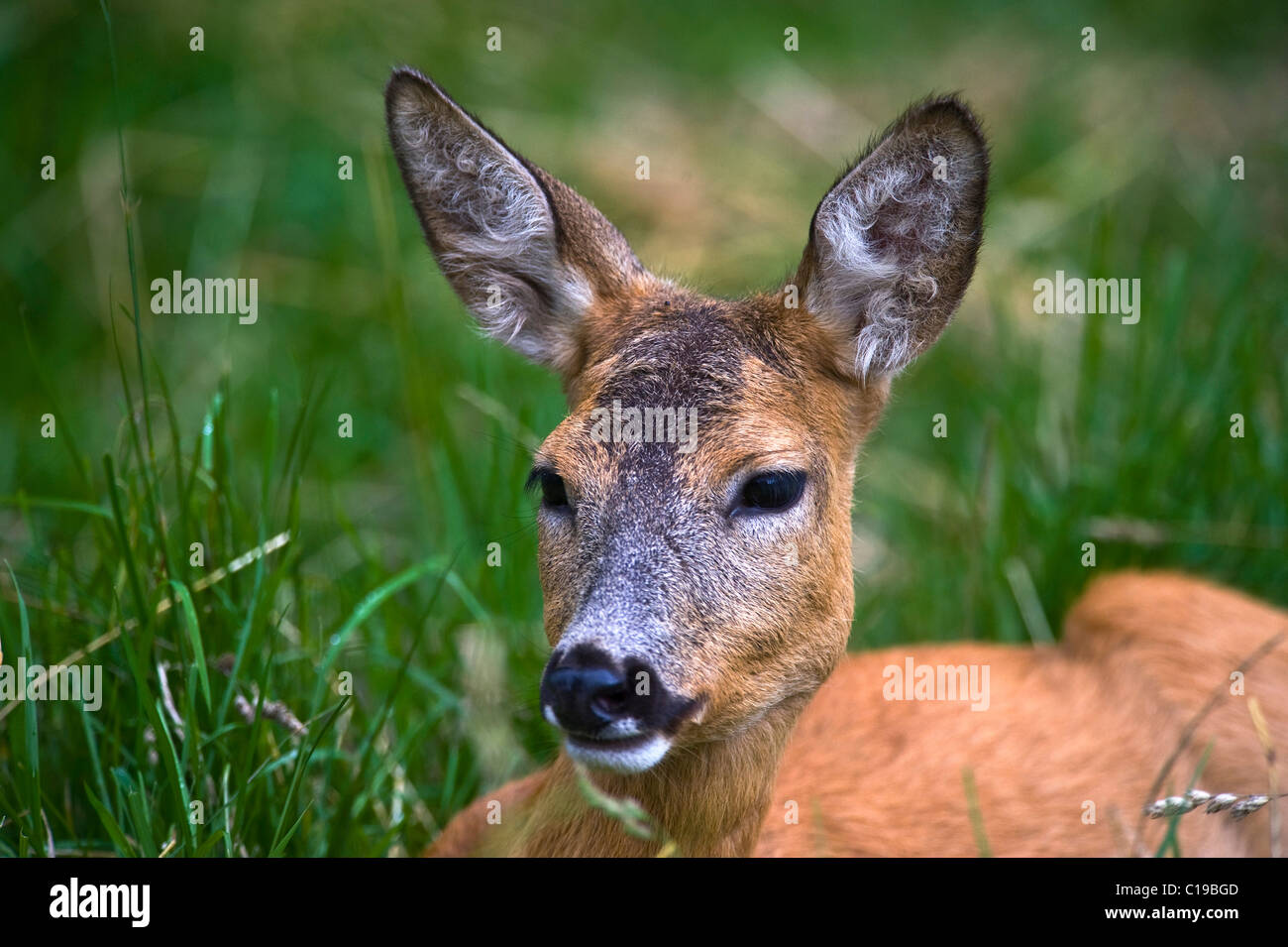 Female roe deer hi-res stock photography and images - Alamy
