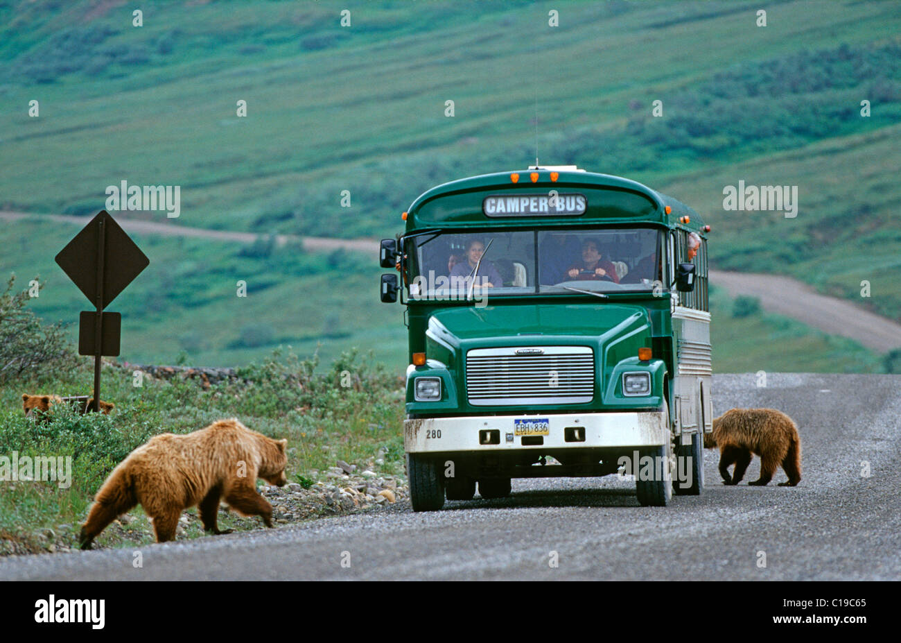 Brown Bear (Ursus arctos), female and cub, beside a tourist shuttle bus ...