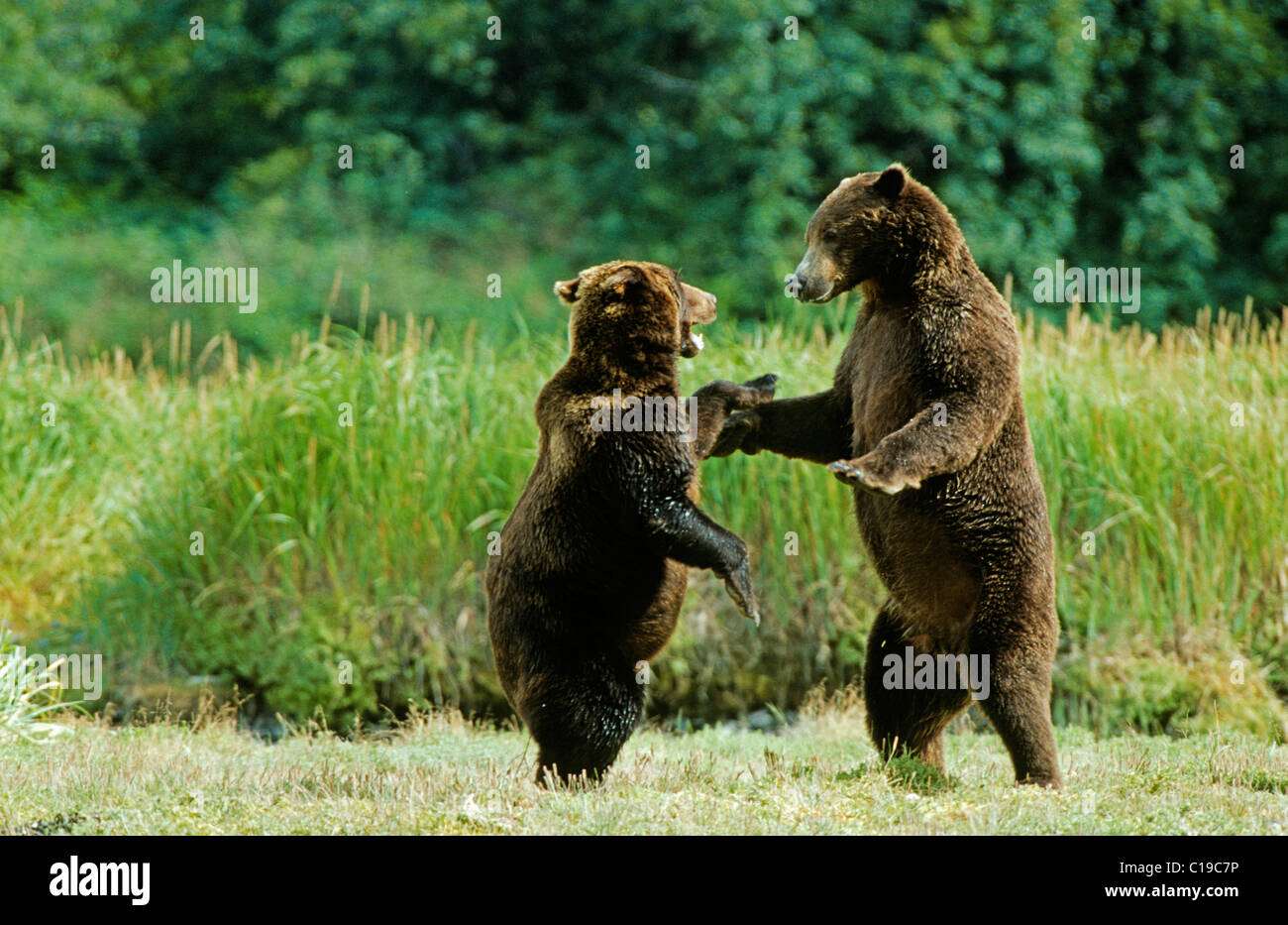 Two bears at a hi-res stock photography and images - Alamy